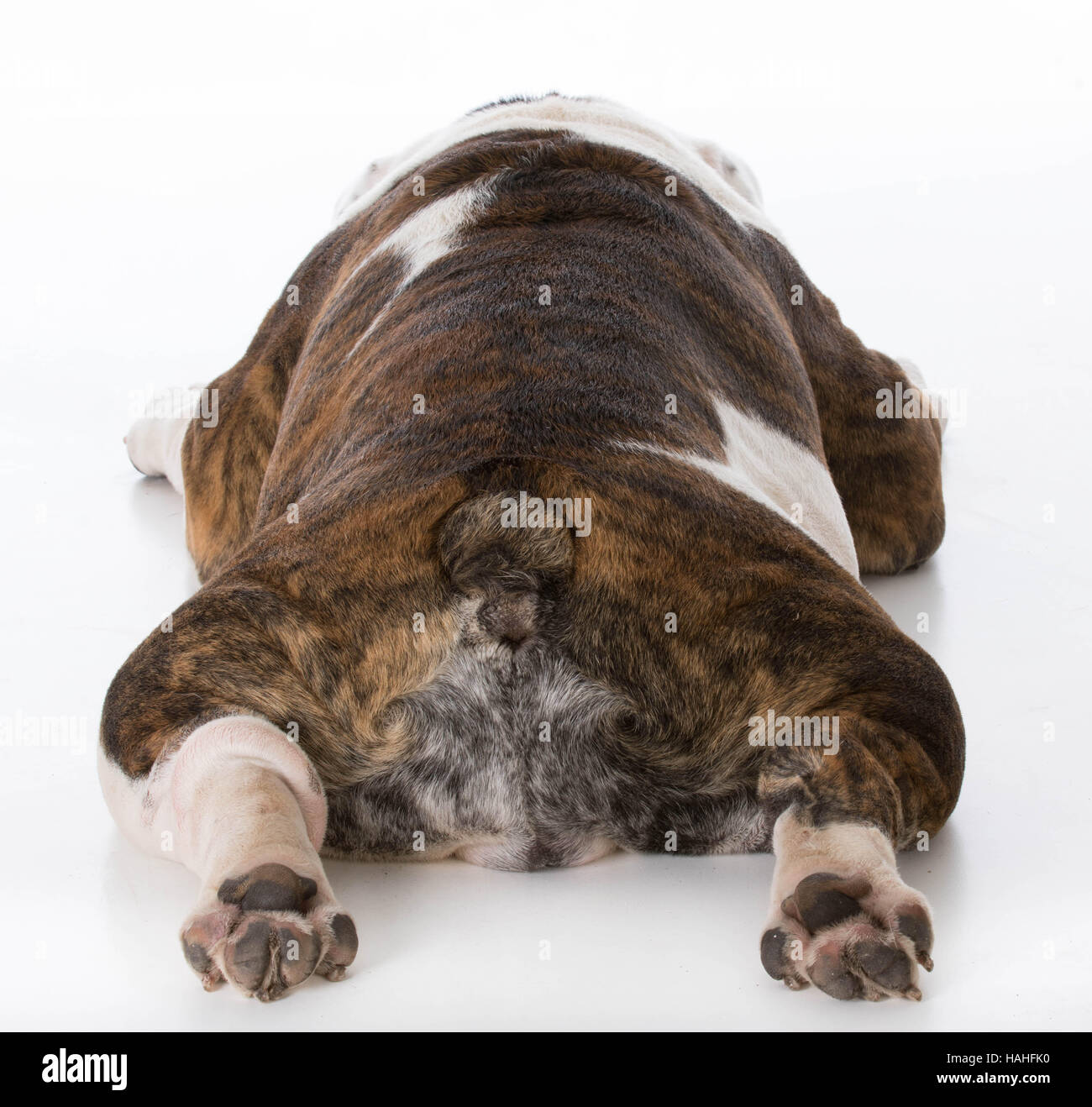 bulldog sleeping viewed from the backside on white background Stock ...