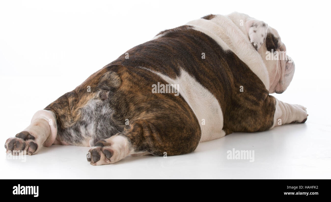 bulldog viewed from the backside on white background Stock Photo - Alamy