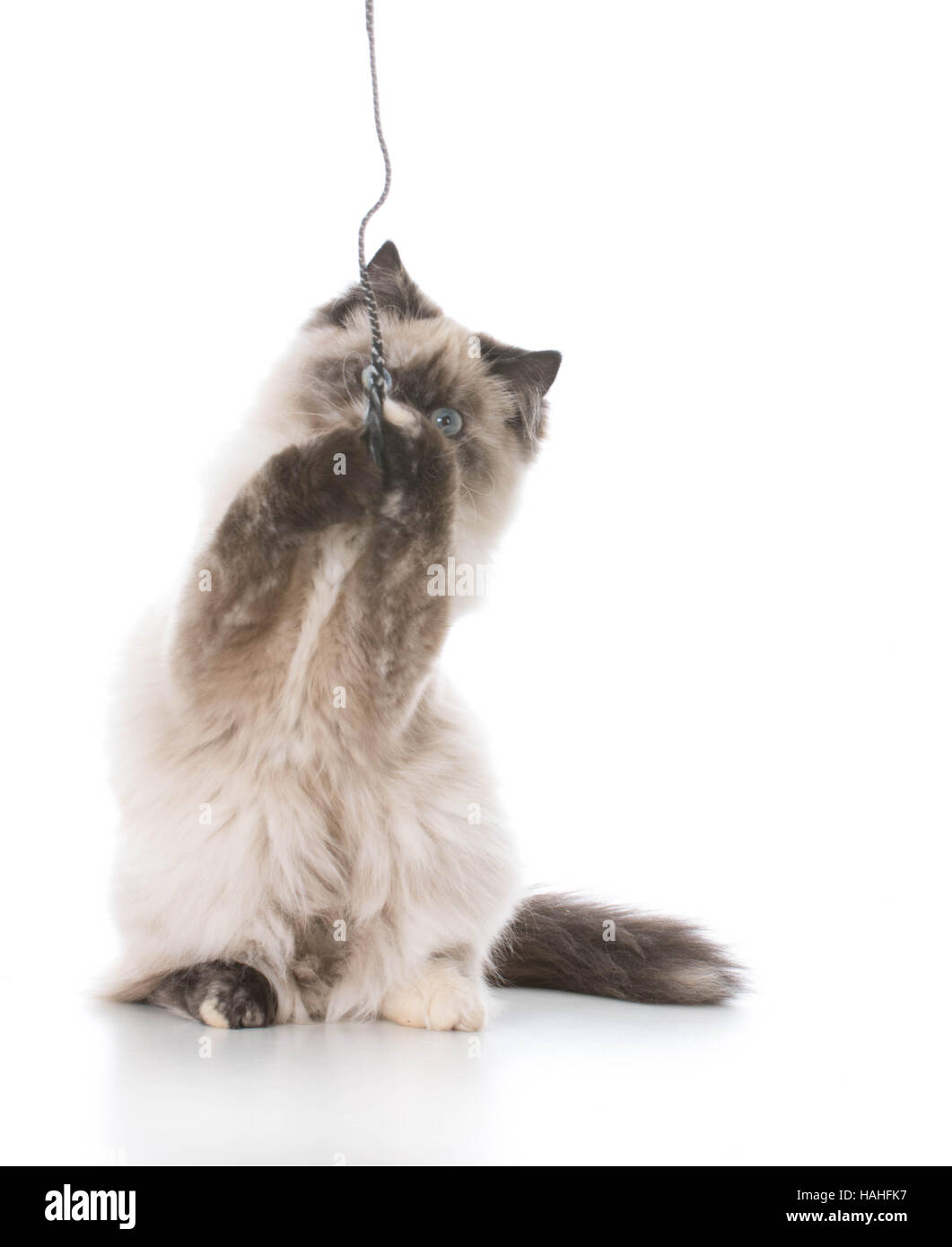 ragdoll kitten playing with a string on white background Stock Photo ...