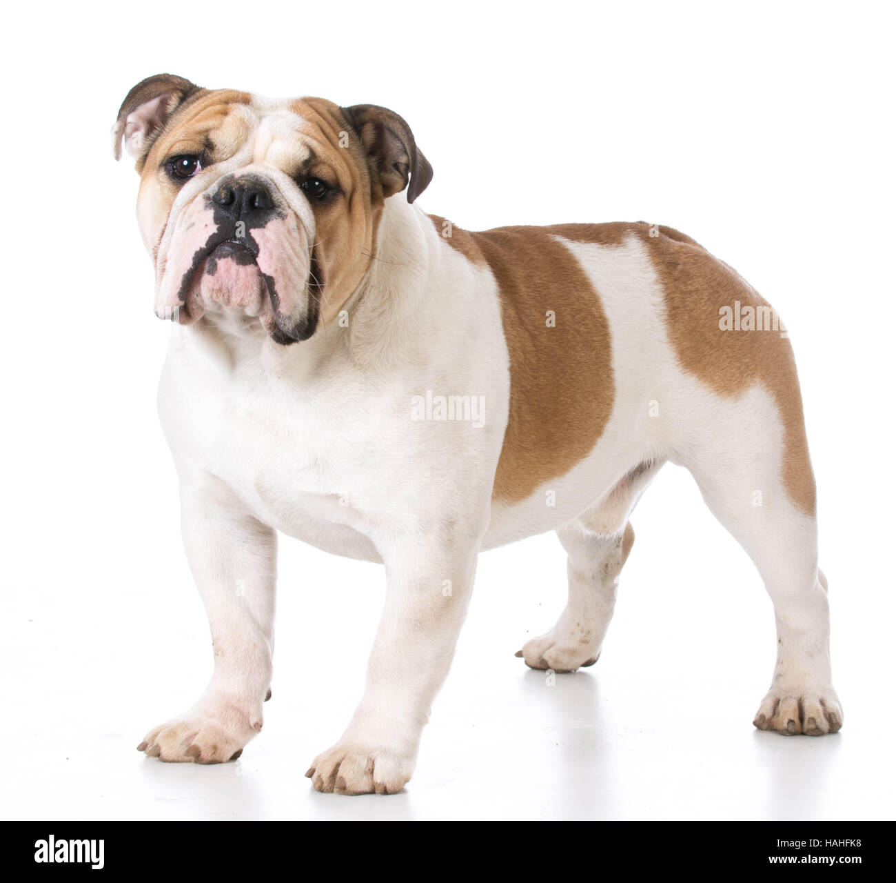 english bulldog standing isolated on white background Stock Photo - Alamy