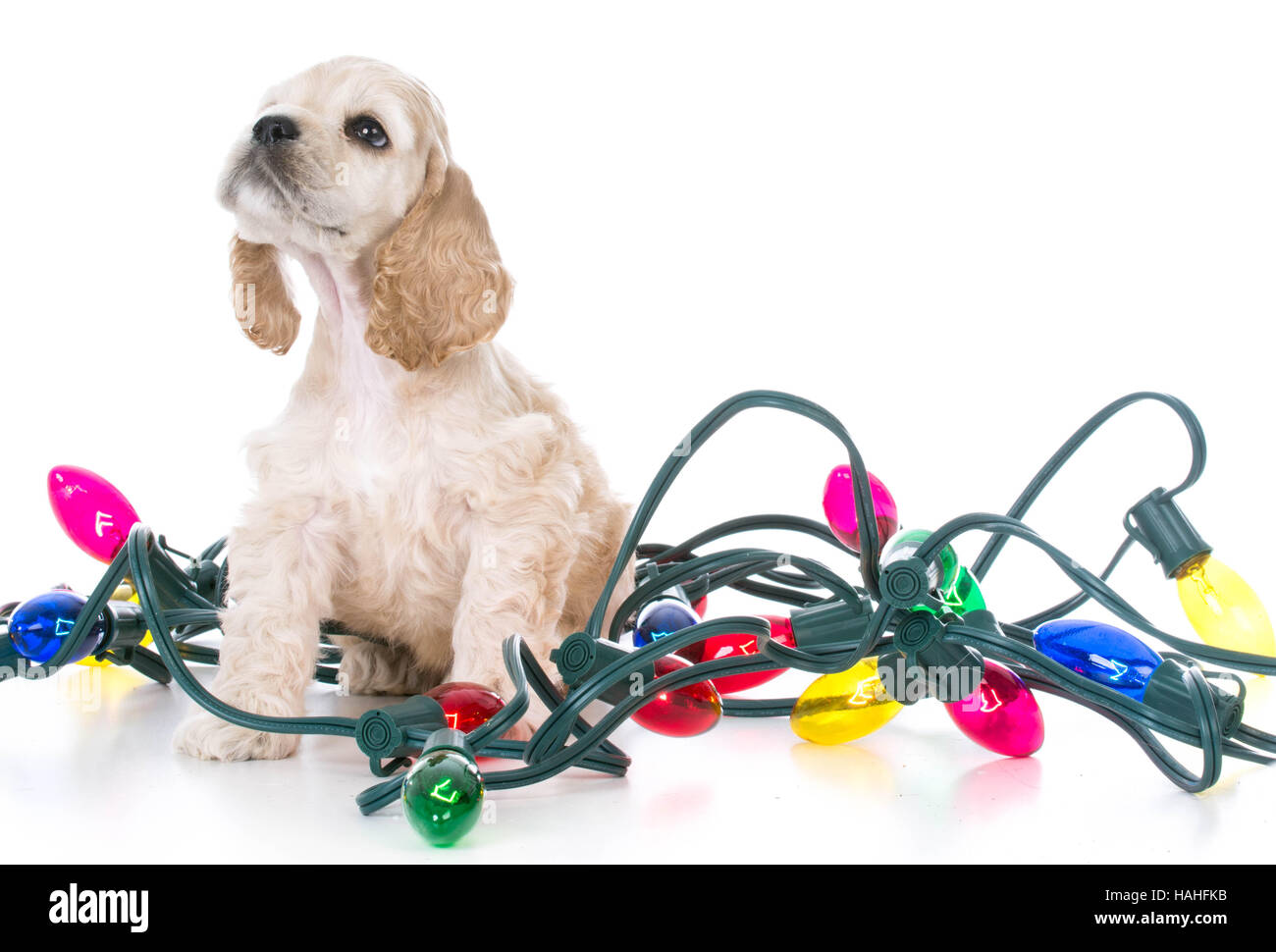 american cocker spaniel puppy wrapped in christmas lights on white ...