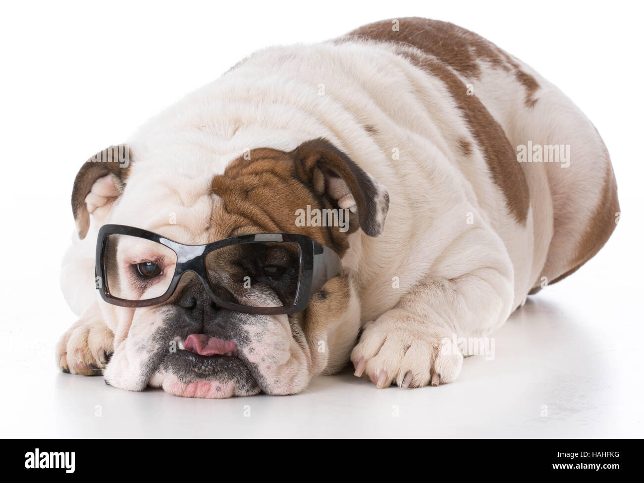 bulldog wearing glasses on white background Stock Photo - Alamy