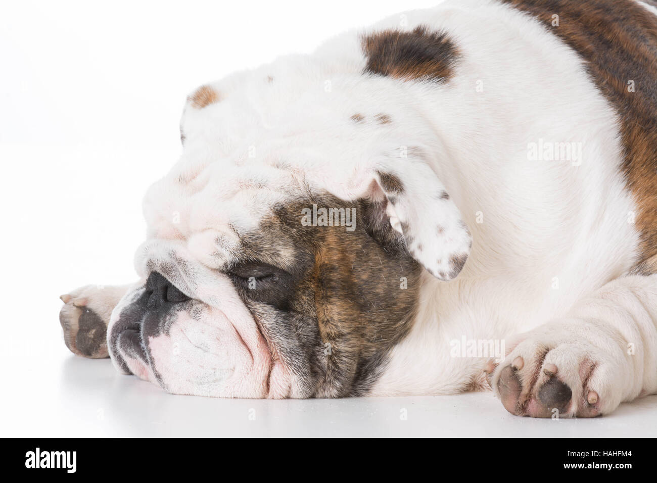 male english bulldog laying down resting on white background Stock ...