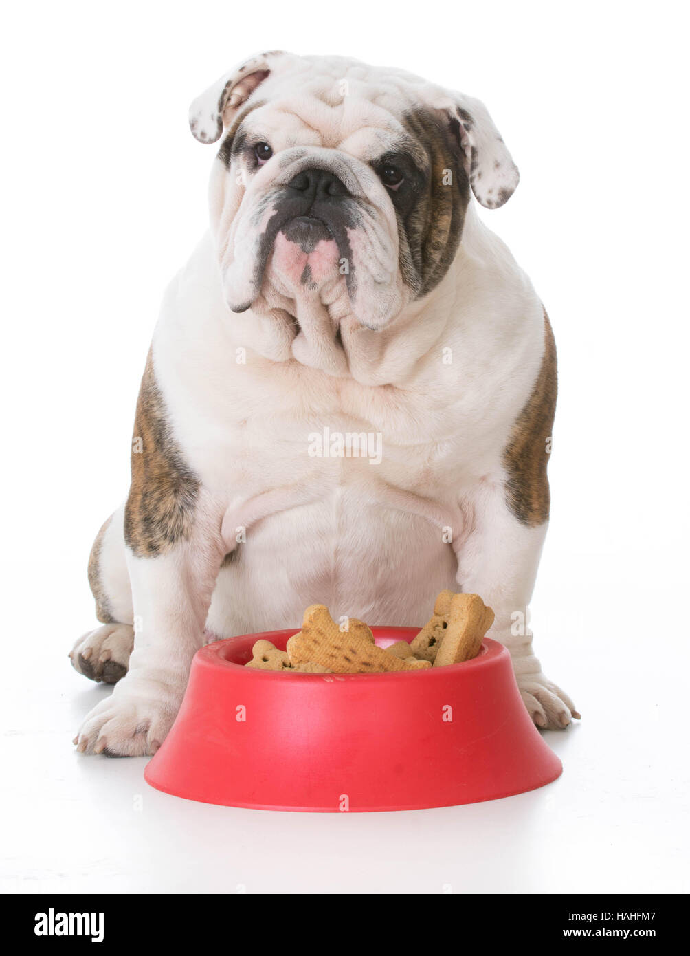 bulldog with a dog bowl full of bones Stock Photo - Alamy