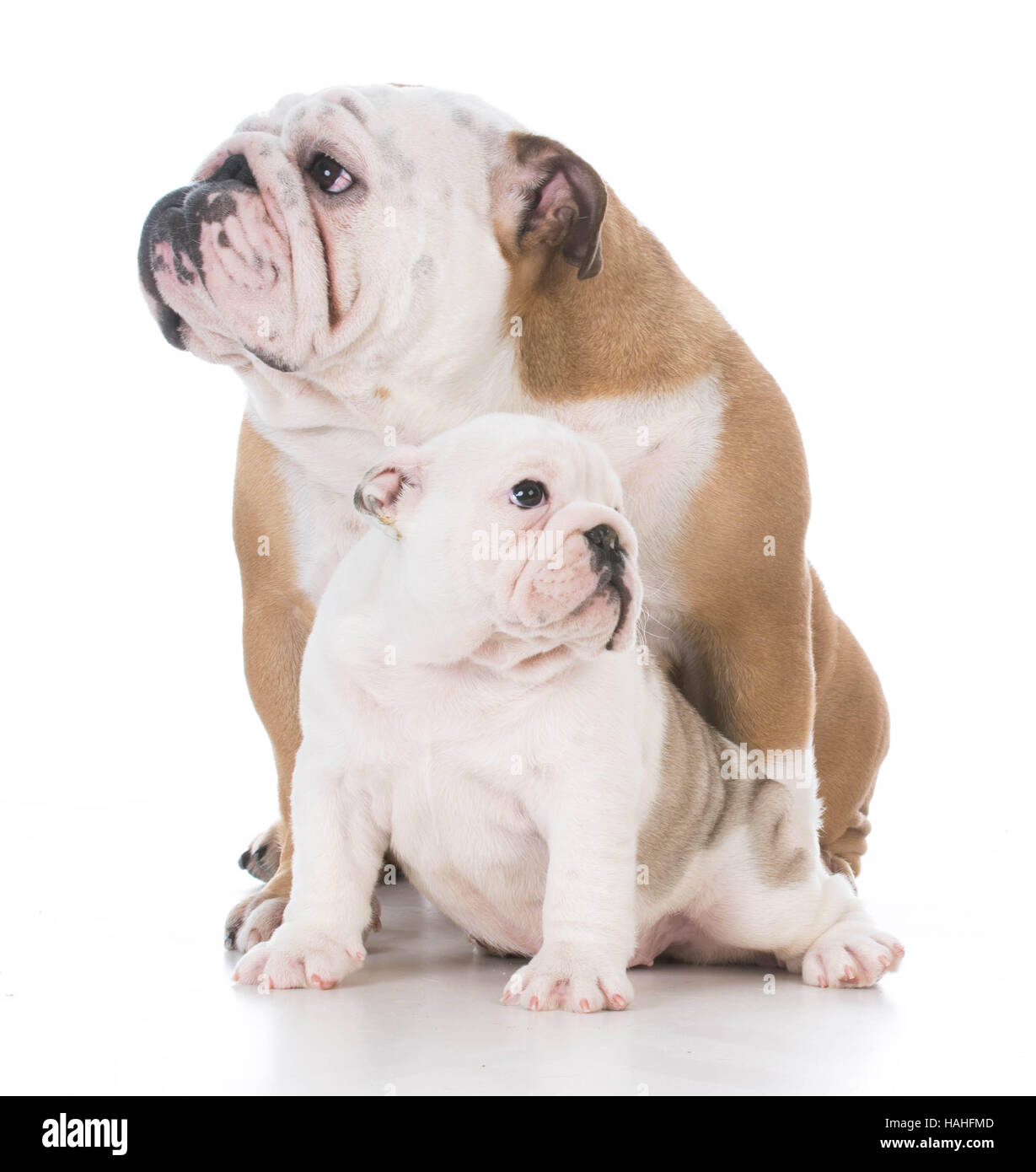 english bulldog mother and daughter looking in opposite directions ...