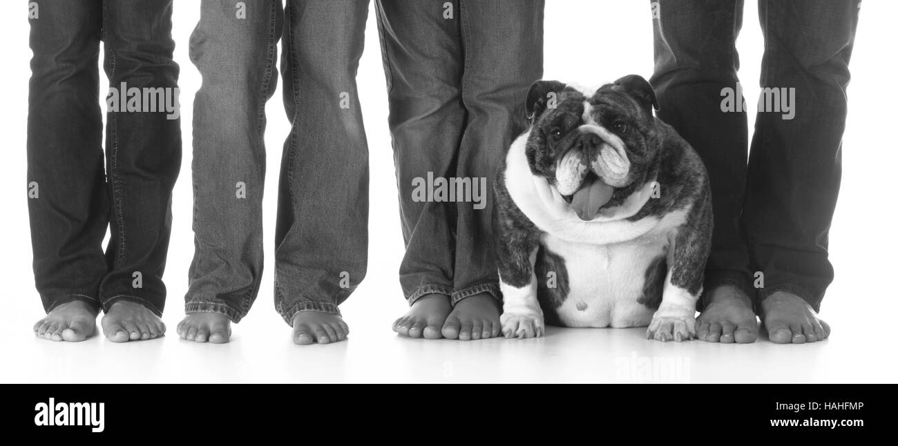 bulldog sitting between the legs of her family Stock Photo - Alamy