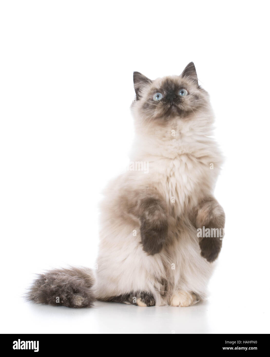 purebred ragdoll kitten isolated on white background Stock Photo - Alamy
