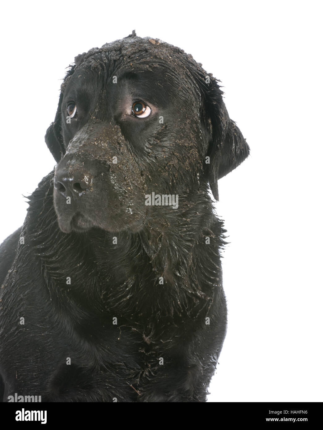 dirty muddy dog on white background Stock Photo - Alamy