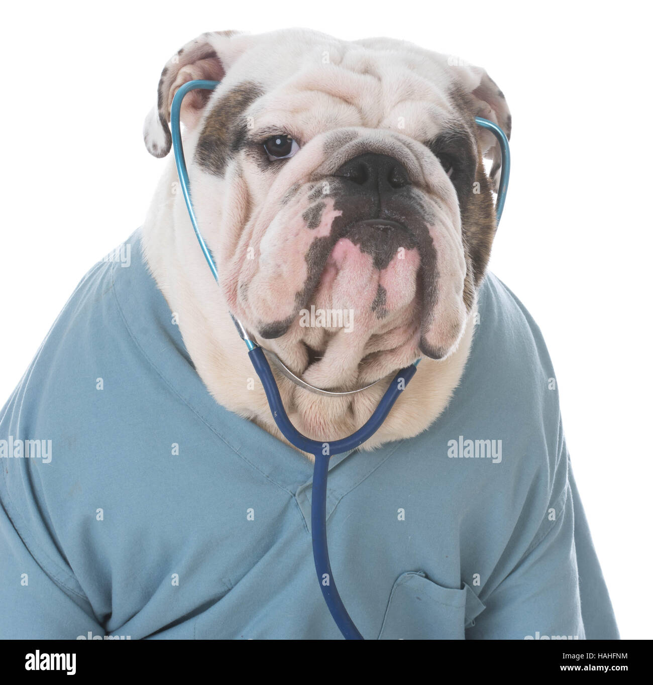 bulldog dressed like a veterinarian on white background Stock Photo - Alamy