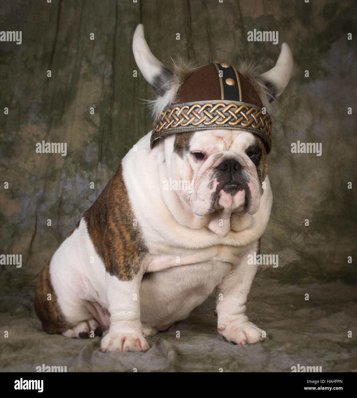 Viking dog hi-res stock photography and images - Alamy