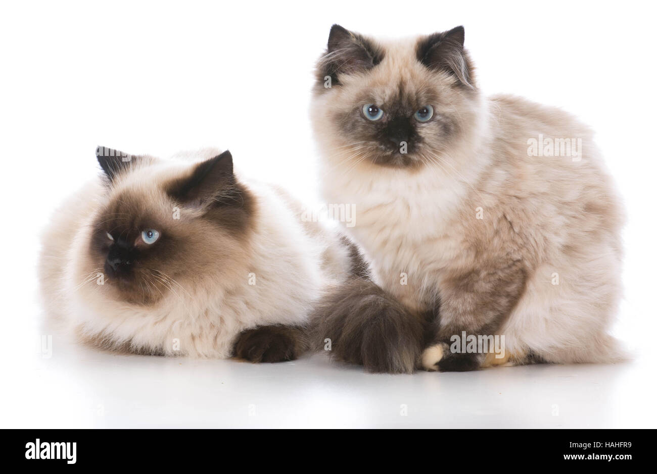 two ragdoll kittens isolated on white Stock Photo - Alamy