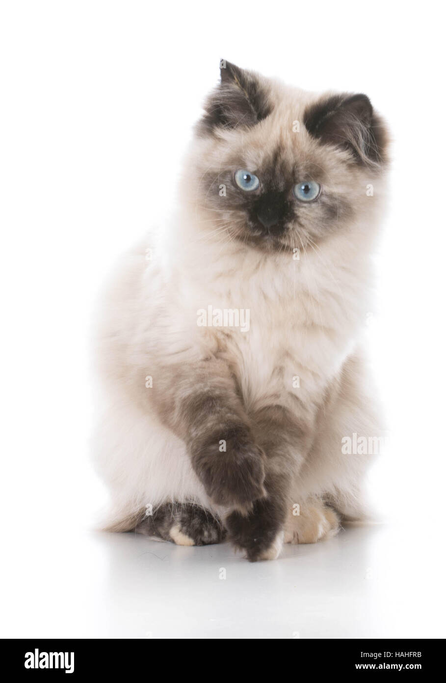 purebred ragdoll kitten isolated on white background Stock Photo - Alamy