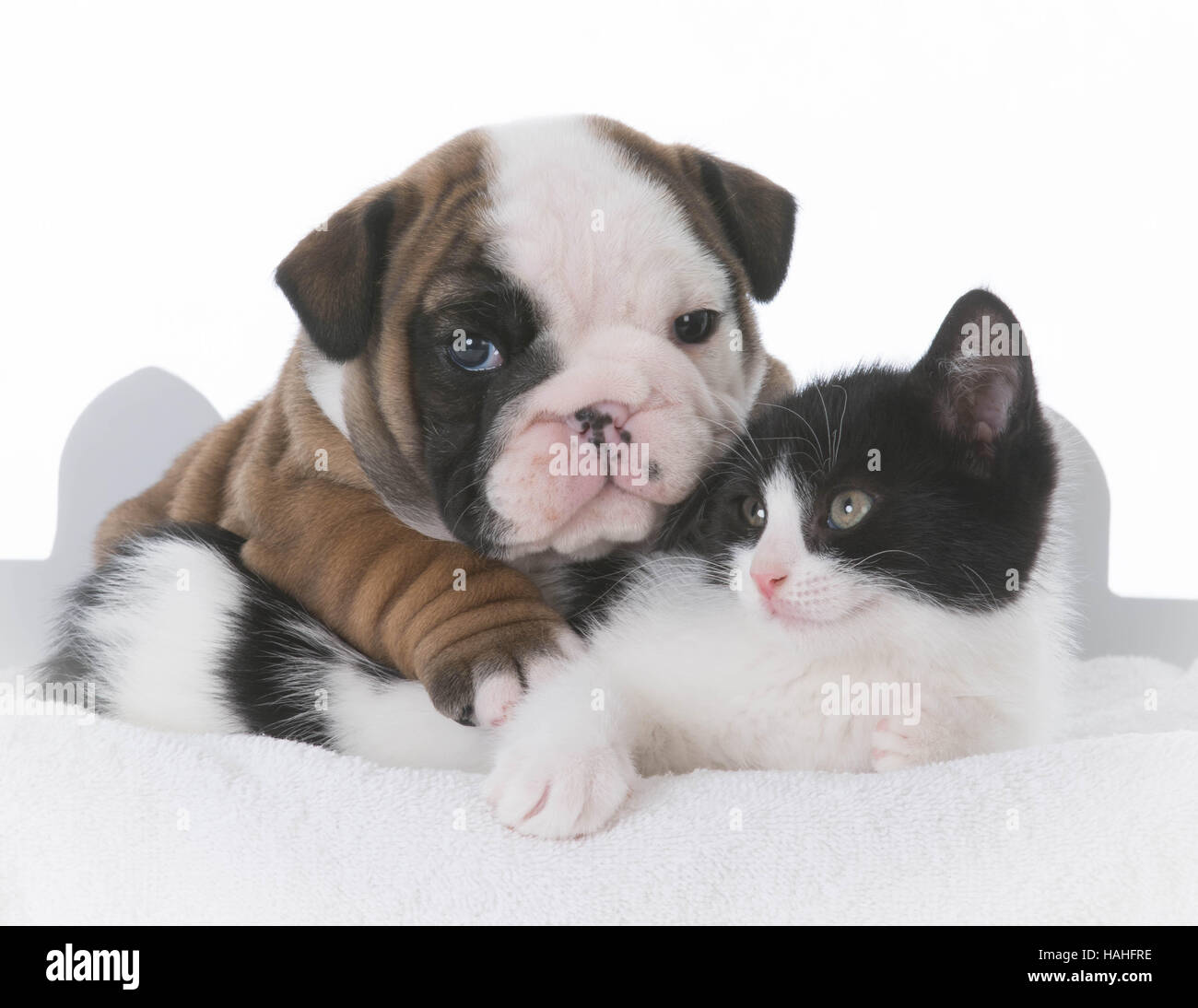 Bulldog puppy kitten hugging hi-res stock photography and images - Alamy