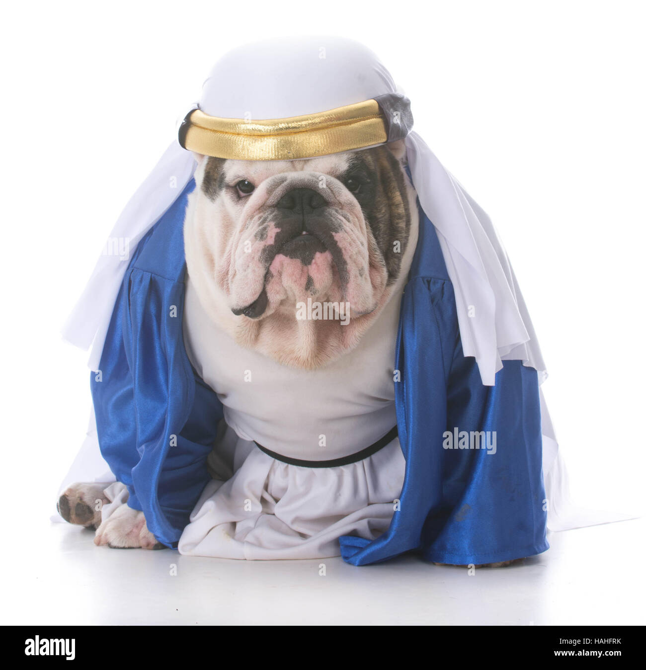 dog wearing a shiek costume on white background Stock Photo - Alamy