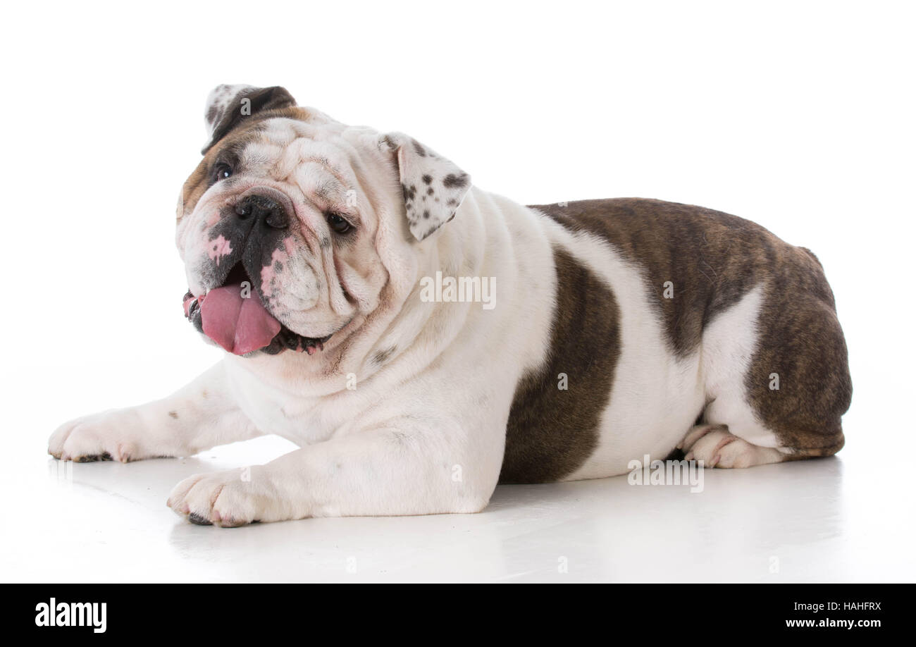 male bulldog laying down with cute expression Stock Photo - Alamy