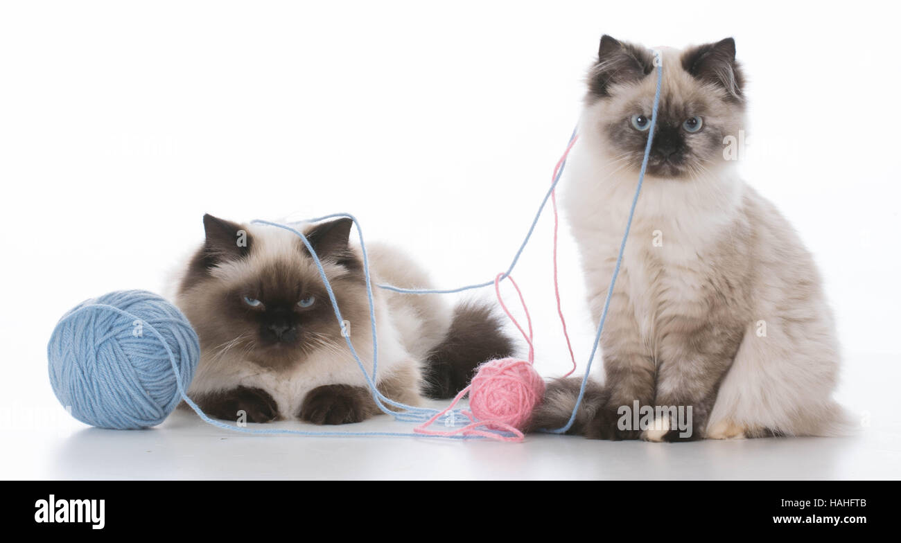 two ragdoll kittens playing with a ball of yarn on white background ...