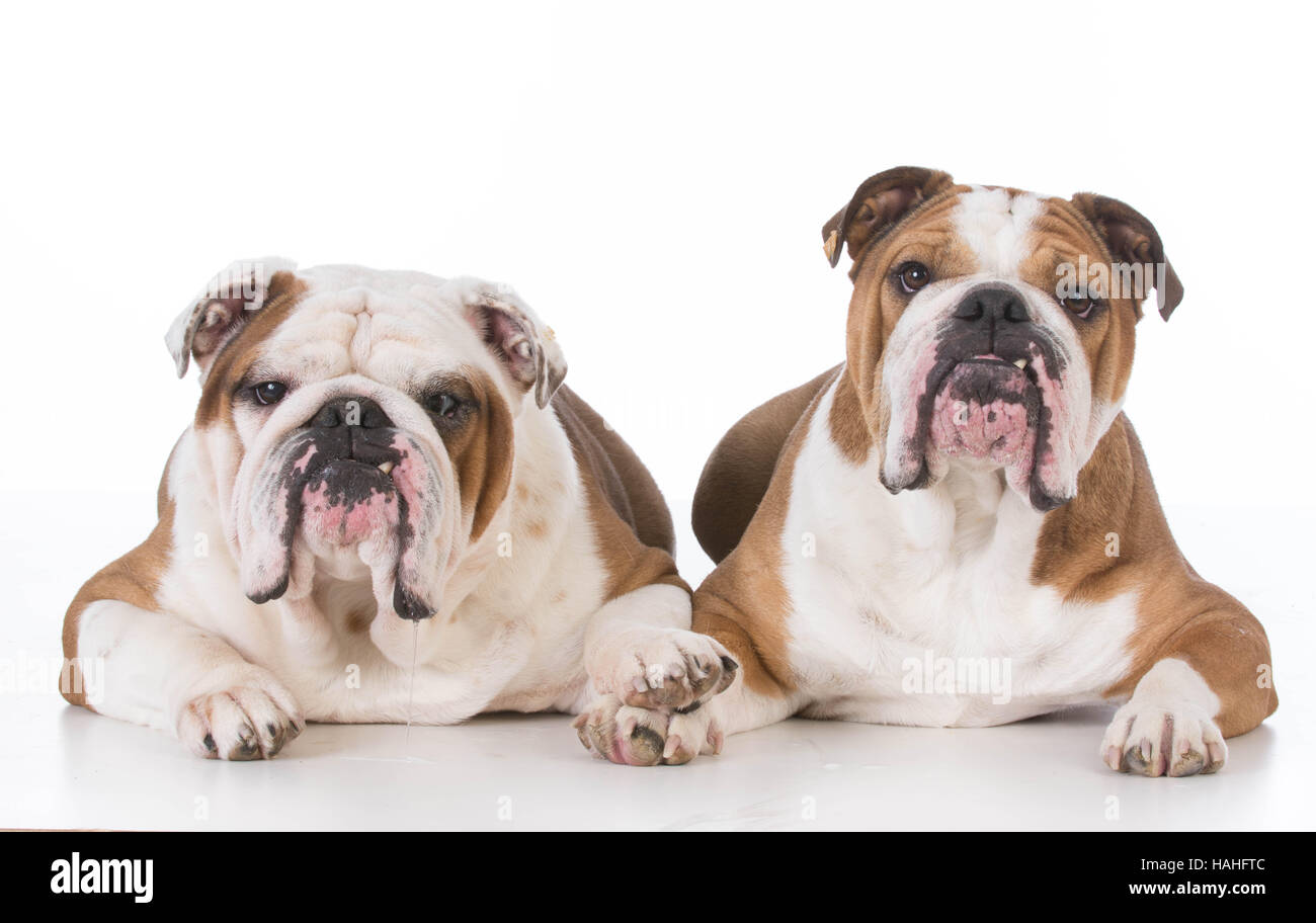 two english bulldogs laying down on white background Stock Photo - Alamy