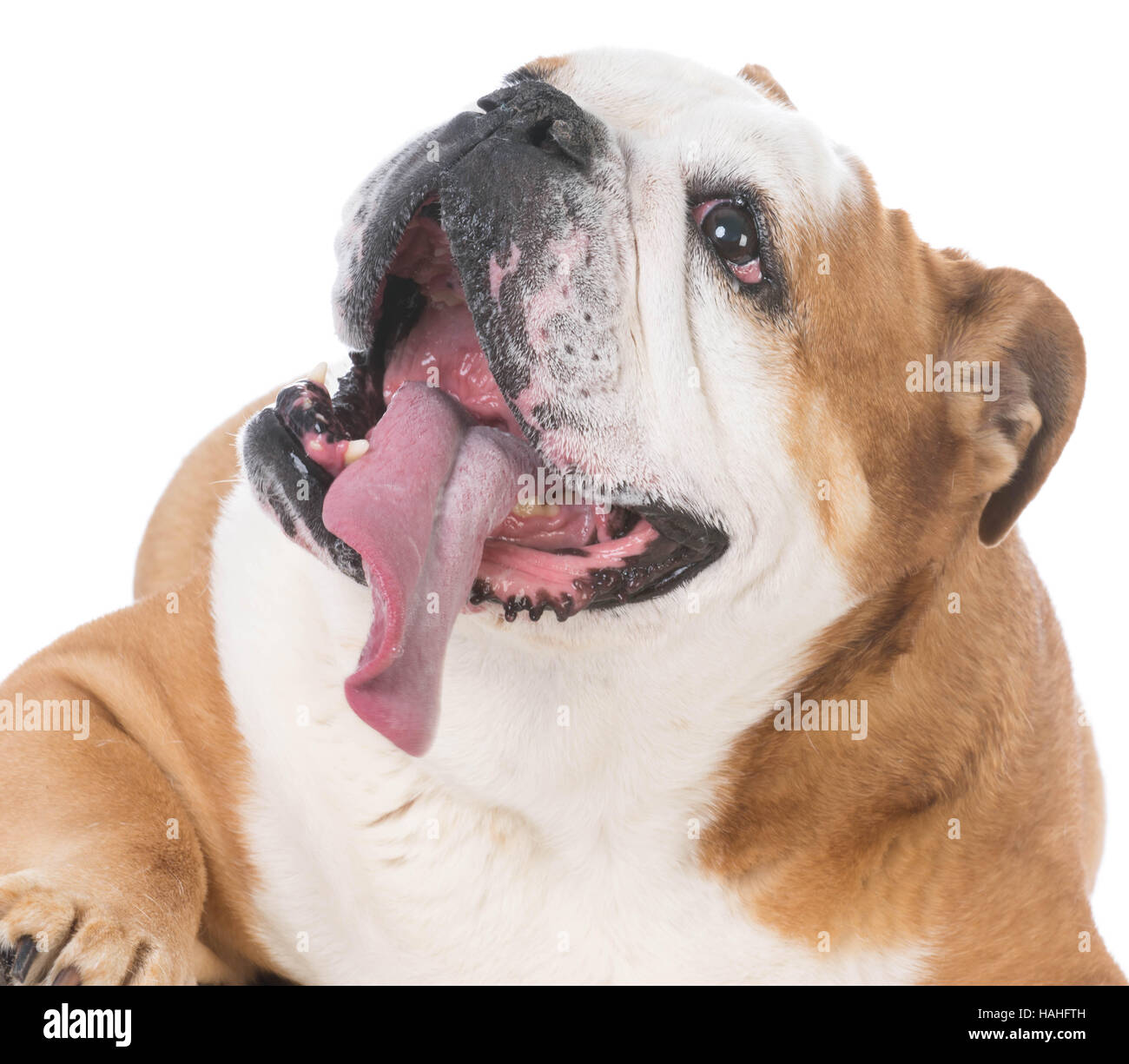 happy senior bulldog portrait on white background Stock Photo - Alamy