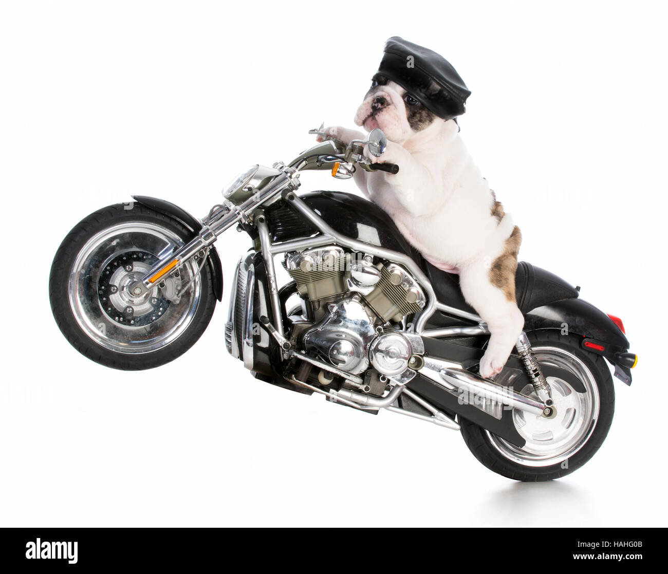 bulldog puppy riding a motorcycle isolated on white background Stock ...