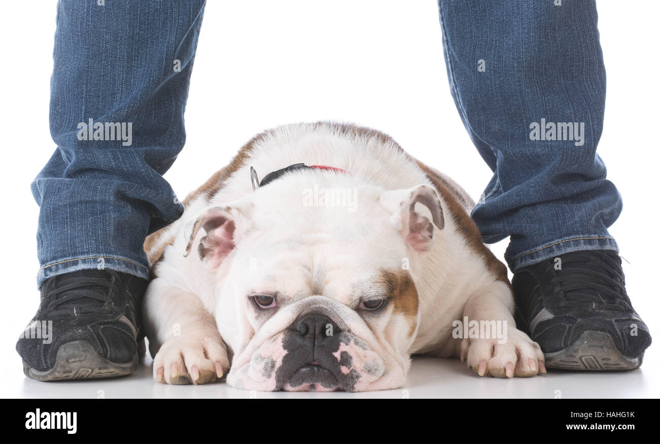 bulldog laying down between legs of owner on white background Stock ...