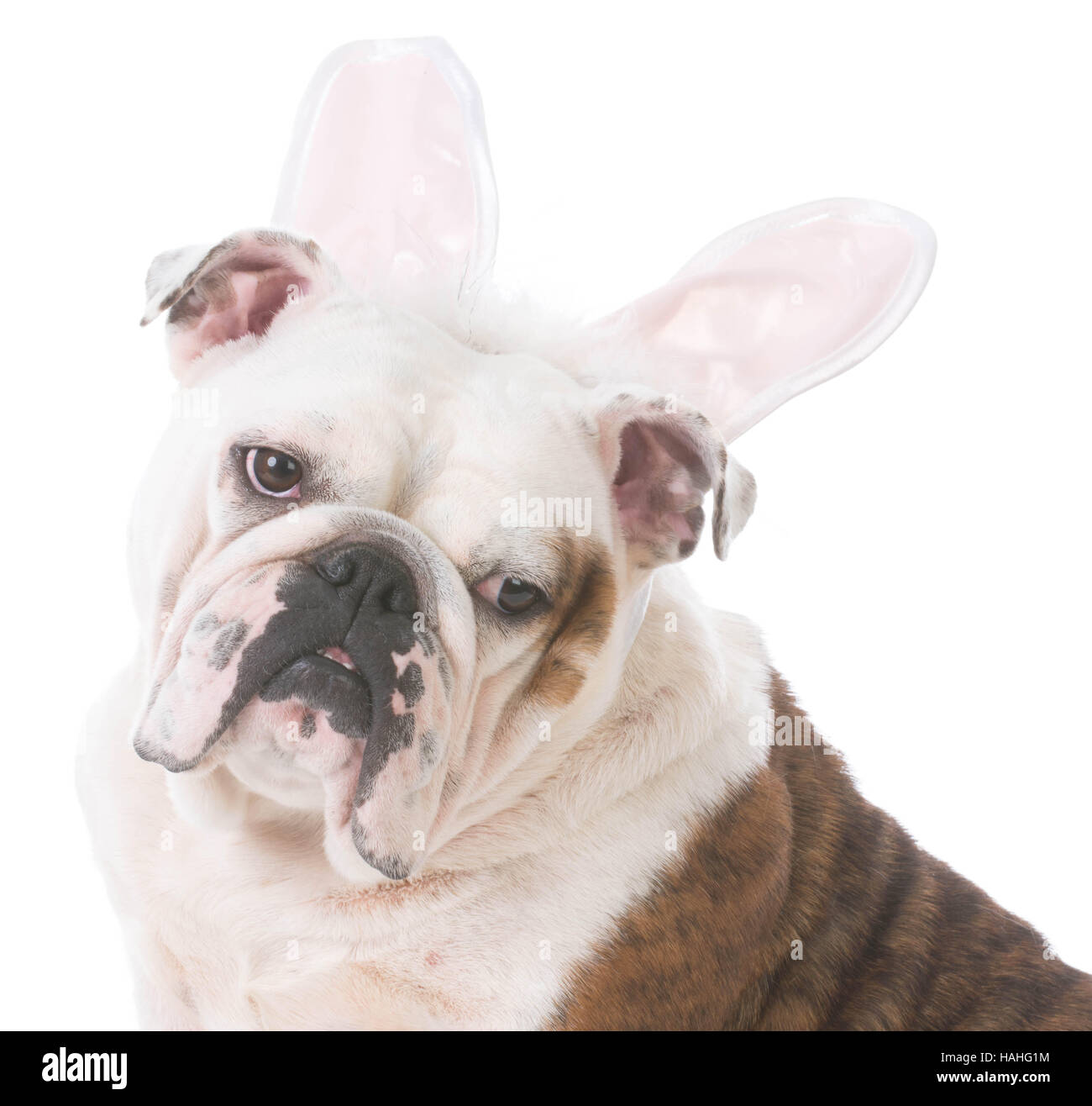 english bulldog wearing bunny ears on white background Stock Photo - Alamy
