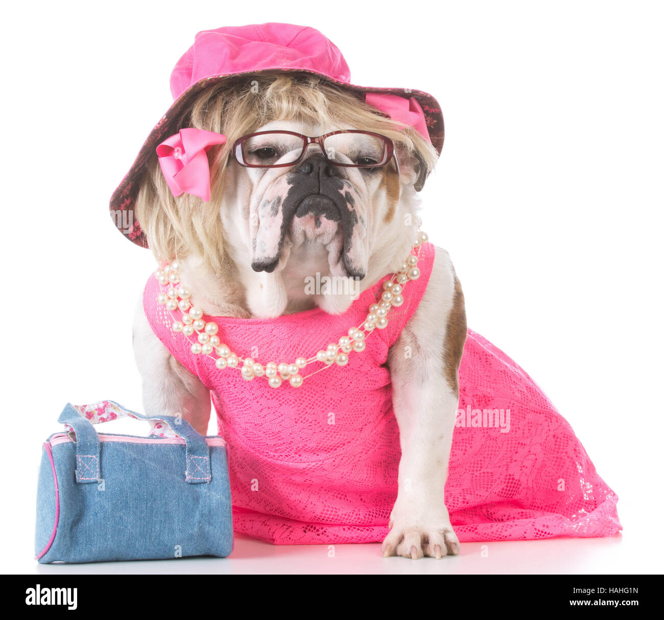 female english bulldog wearing pink dress on white background Stock ...