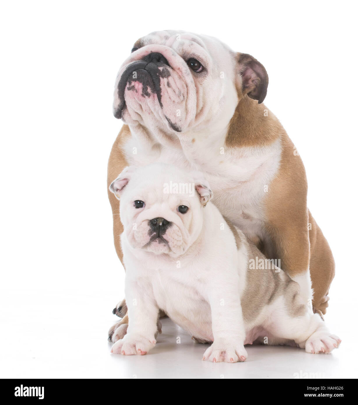 english bulldog mother and daughter on white background Stock Photo - Alamy