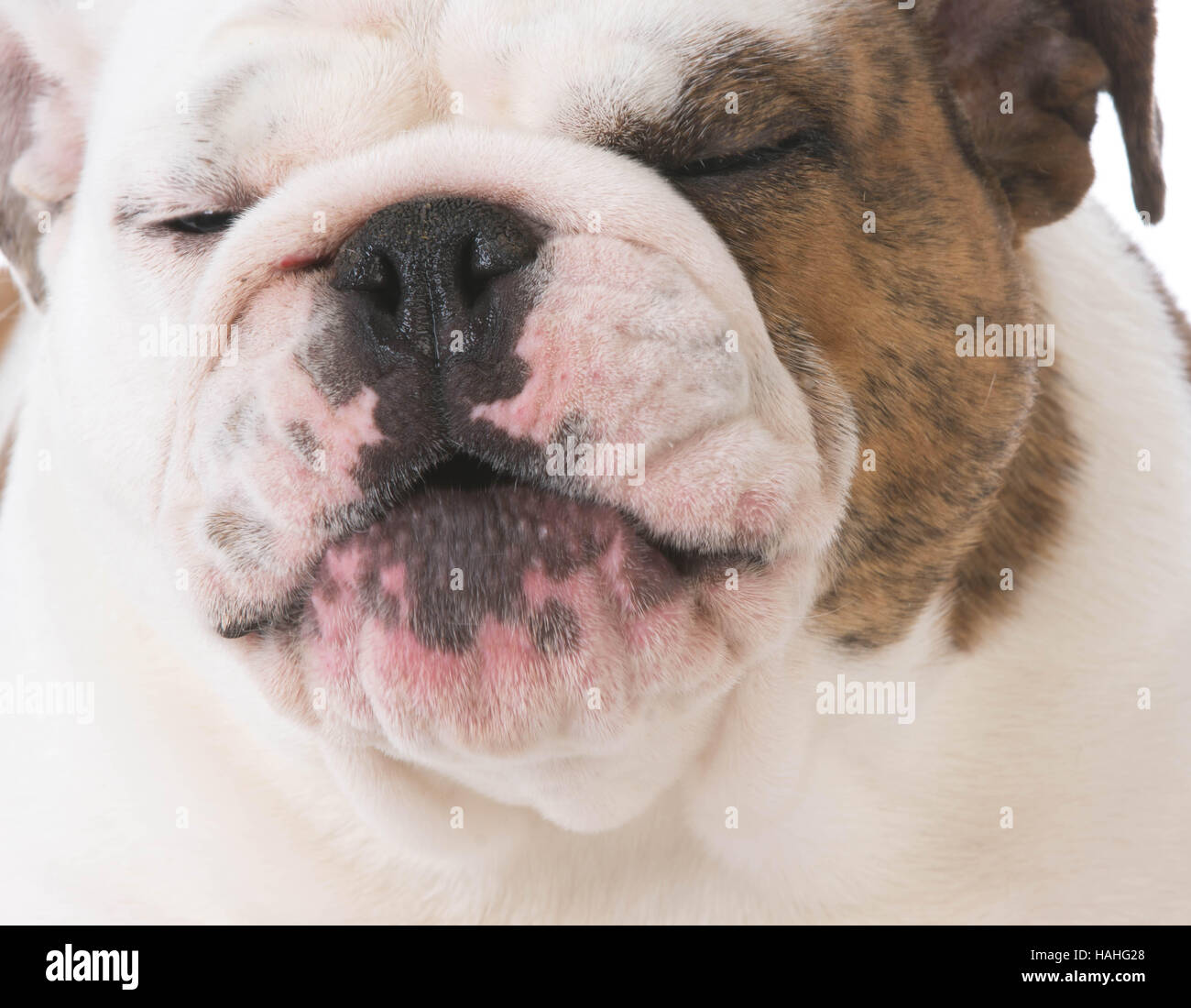 Laughing dog silly funny dog hi-res stock photography and images - Alamy