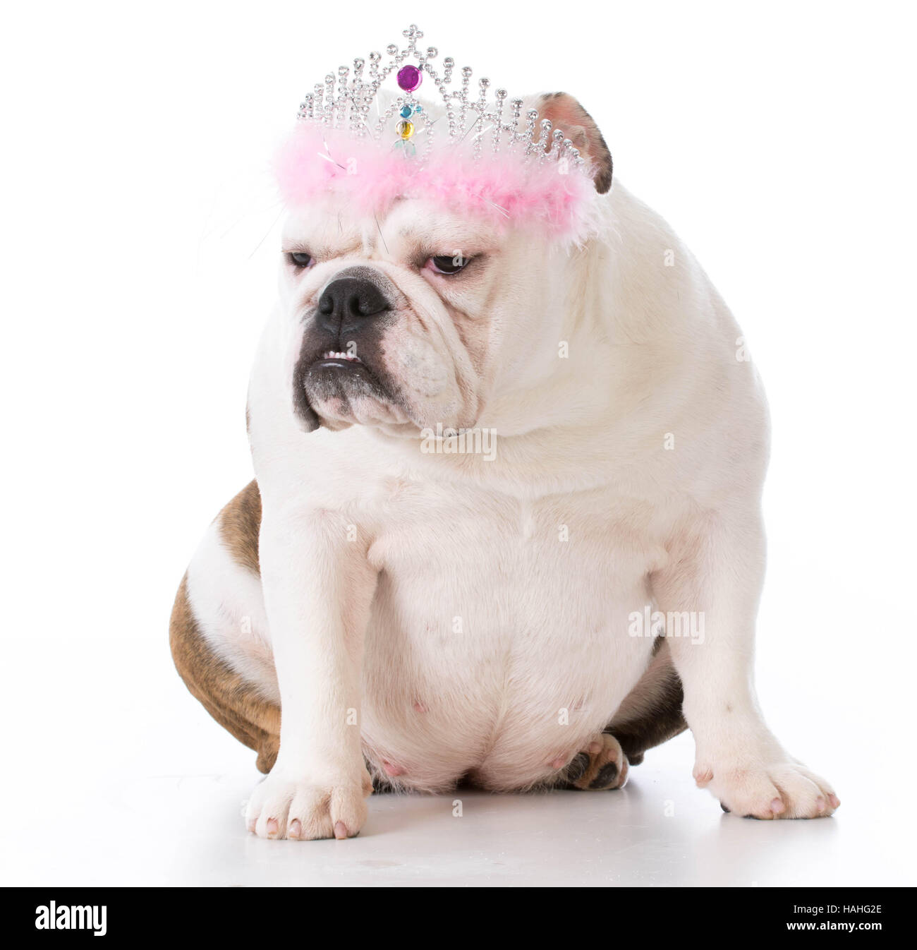 dog with sour expression wearing a tiar on white background Stock Photo ...