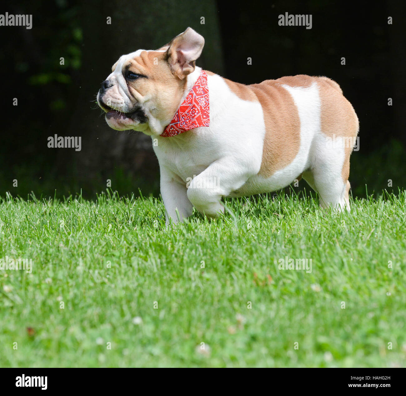 english bulldog outside in the grass in summer Stock Photo - Alamy