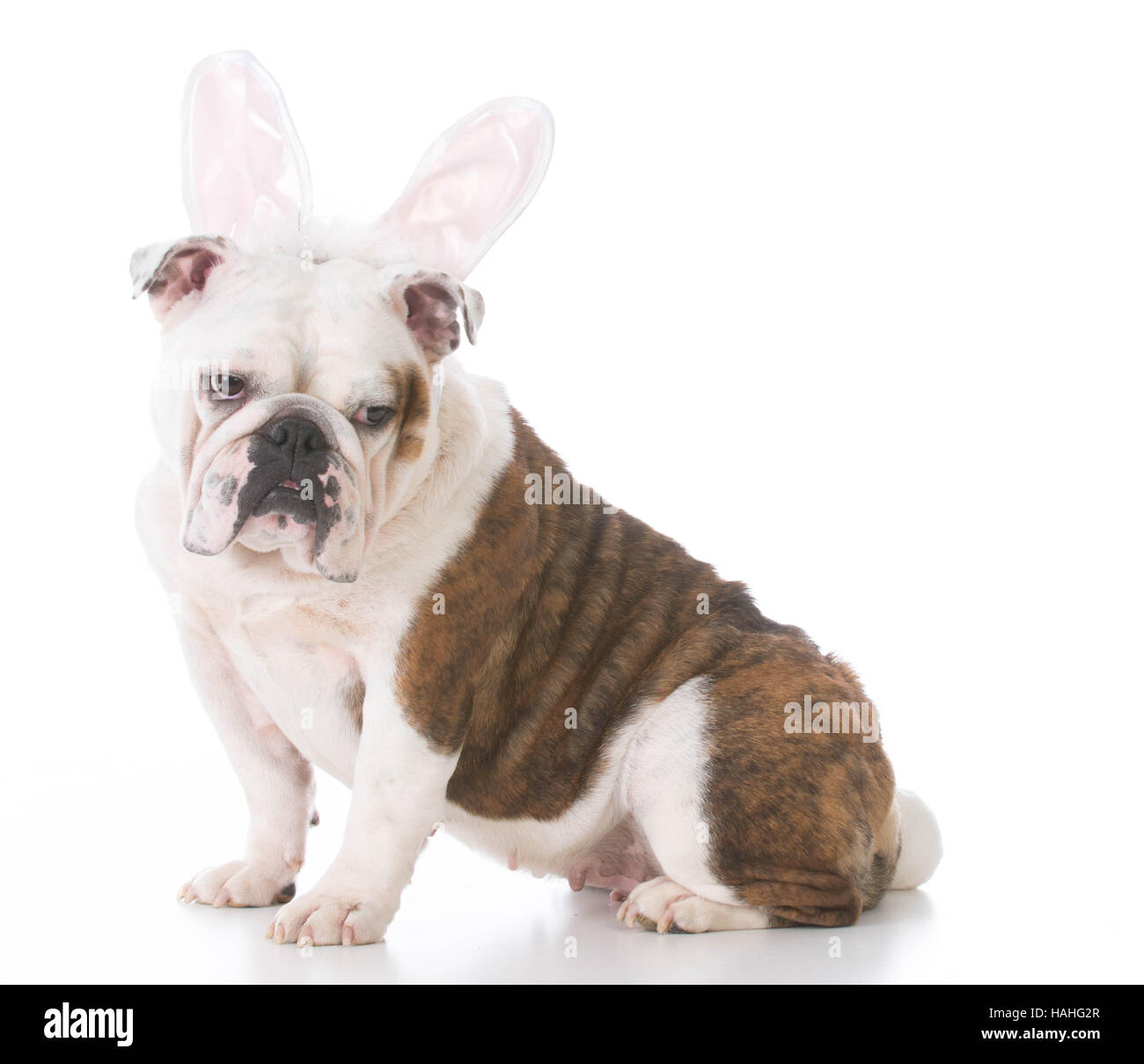 english bulldog wearing bunny ears on white background Stock Photo - Alamy