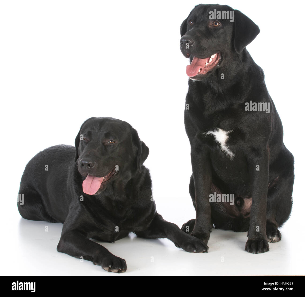 two black labrador retrievers on white background Stock Photo - Alamy