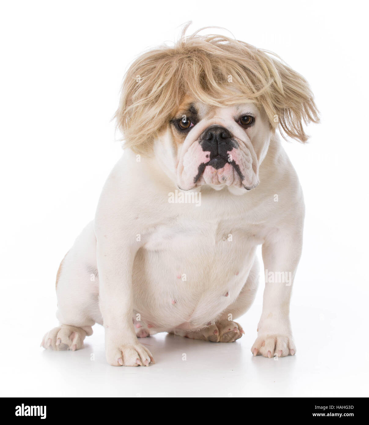 english bulldog wearing a wig on white background Stock Photo - Alamy