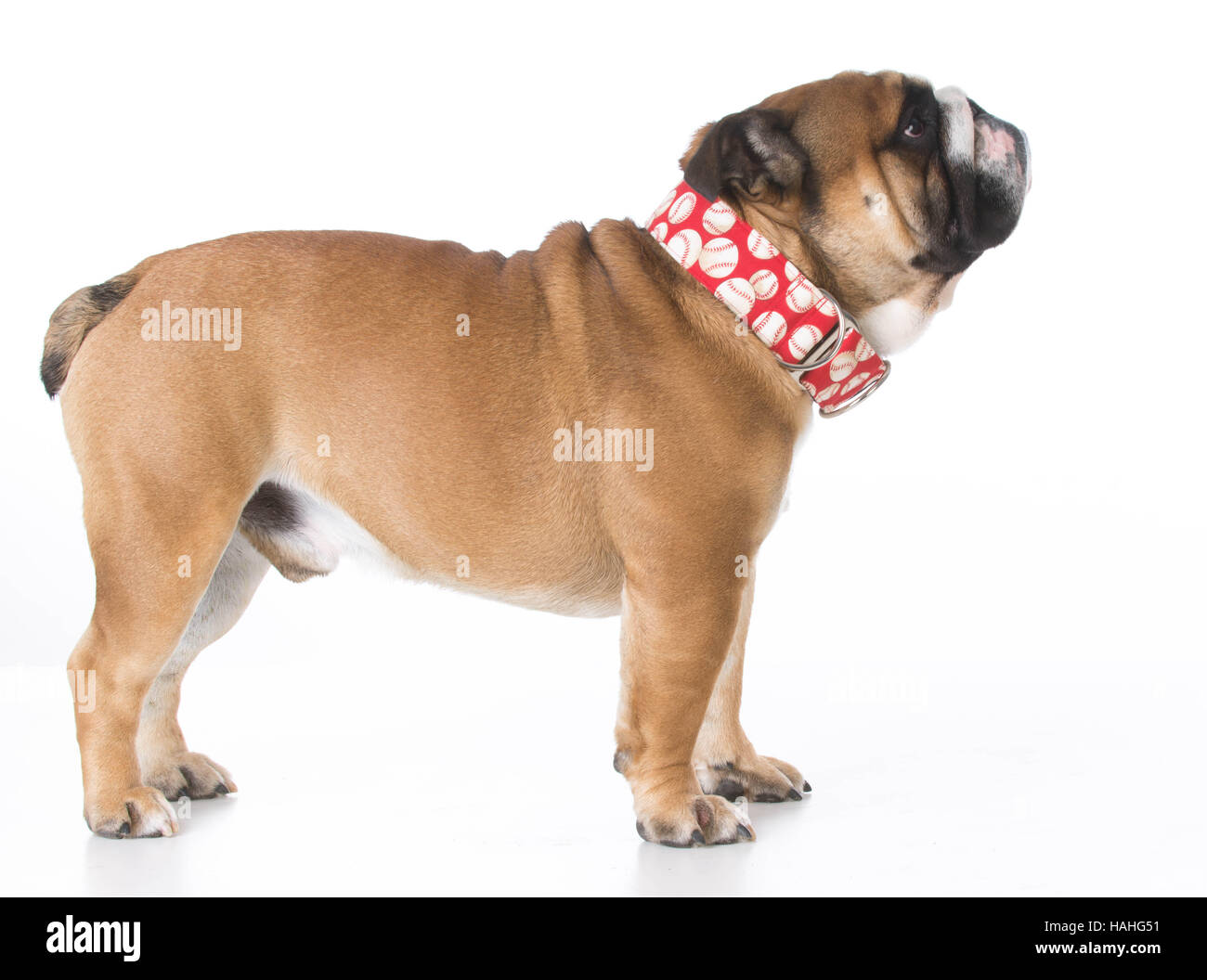 english bulldog standing on white background Stock Photo - Alamy