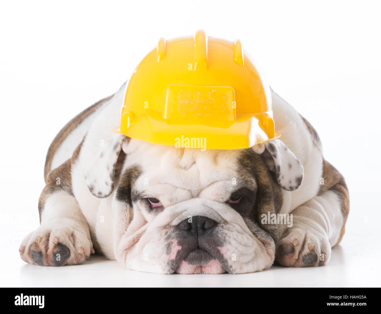 lazy bulldog wearing yellow hard hat on white background Stock Photo ...