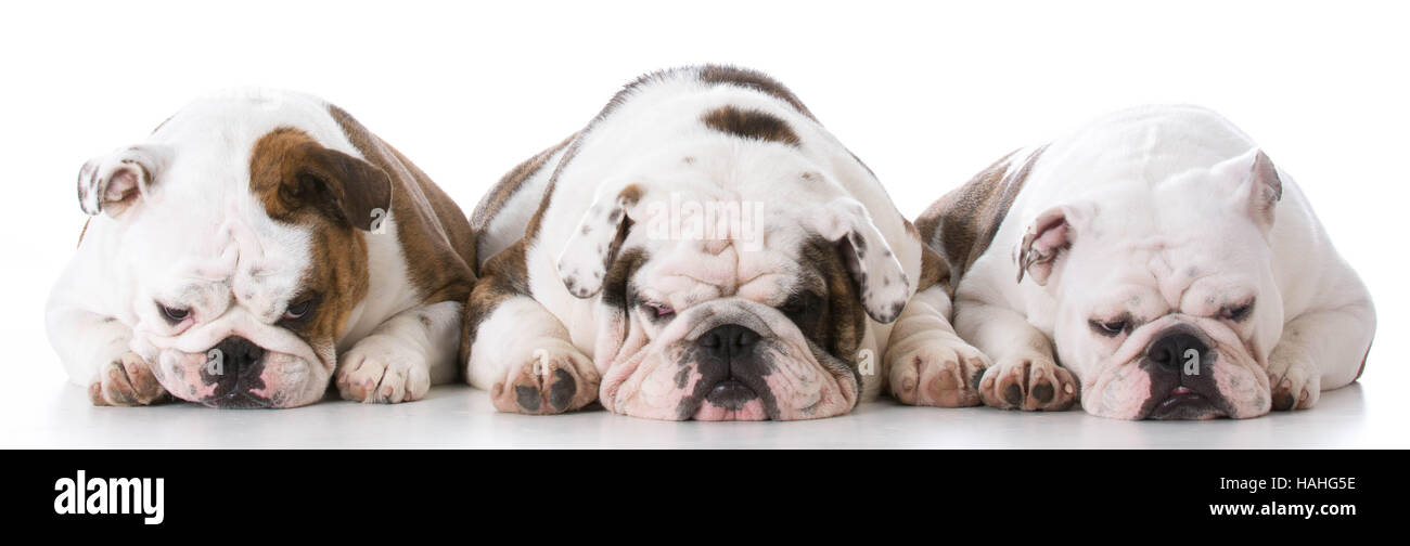 three english bulldogs laying beside each other on white background ...