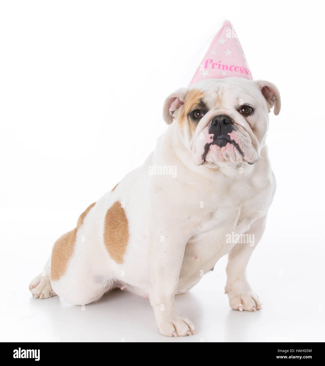 spoiled english bulldog wearing princess hat on white background Stock ...