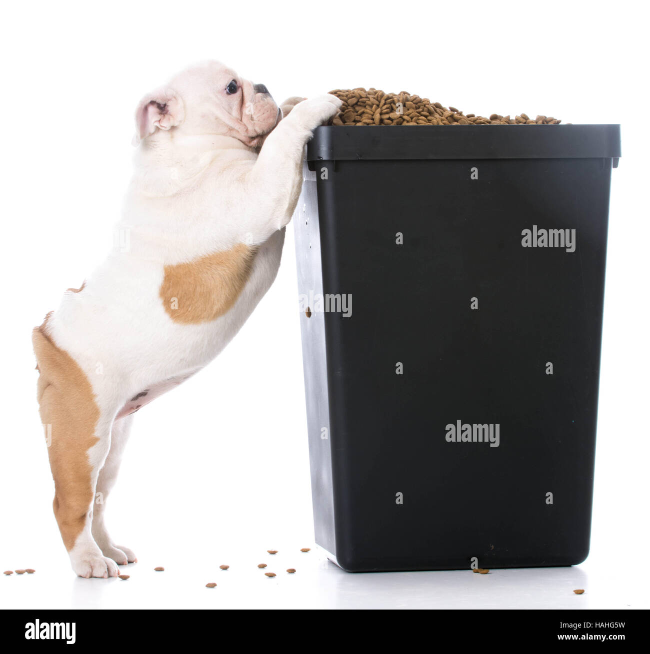 Sneak dog Cut Out Stock Images & Pictures - Alamy