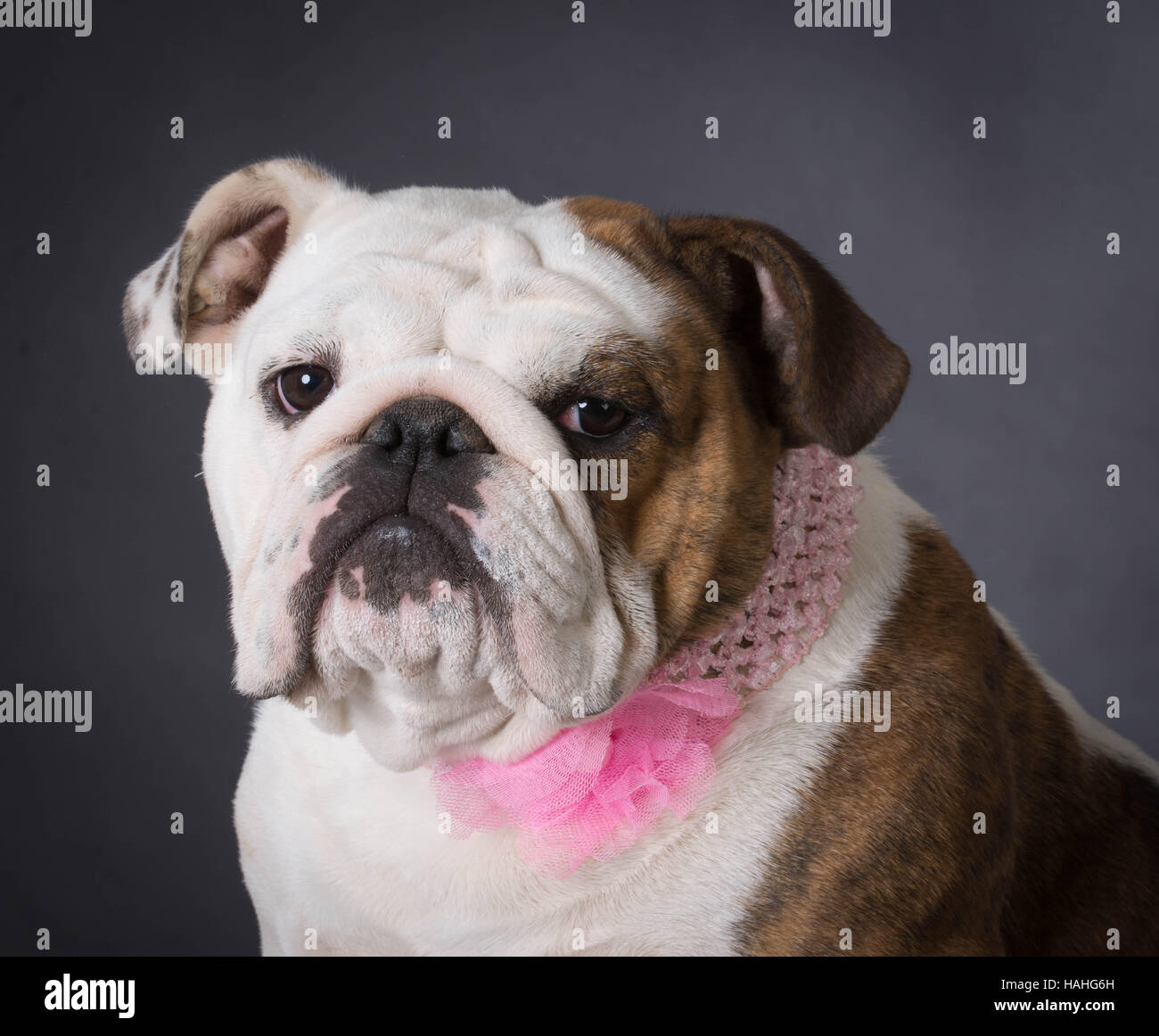 female english bulldog on black background Stock Photo - Alamy