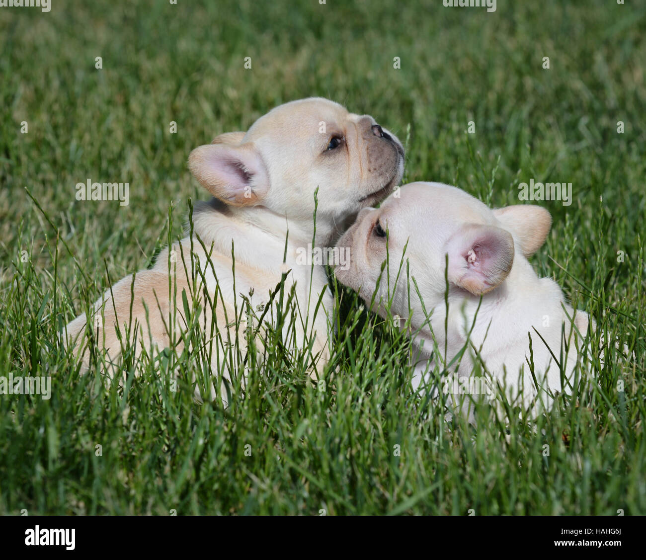 two french bulldog puppies outside in the grass Stock Photo - Alamy