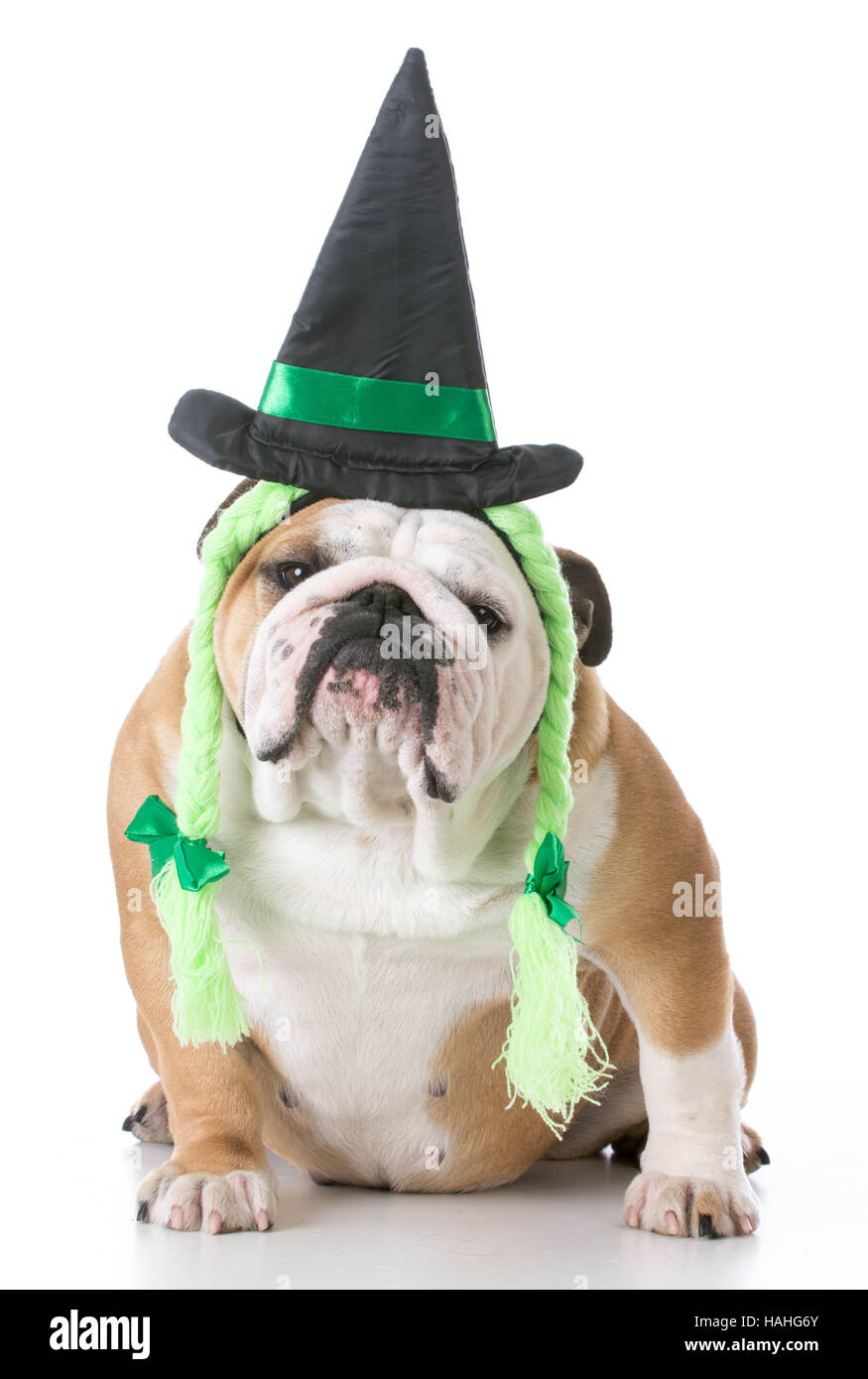 english bulldog wearing witch costume isolated on white background ...