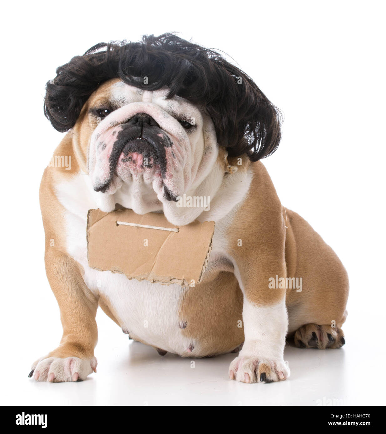english bulldog with cardboard sign around neck isolated on white ...