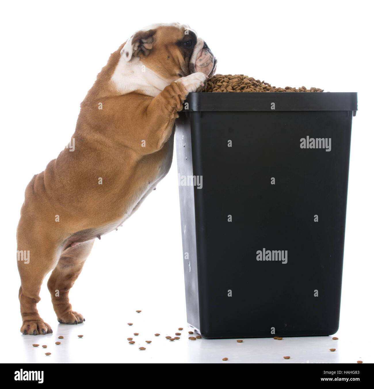 Sneak Dog Cut Out Stock Images & Pictures - Alamy