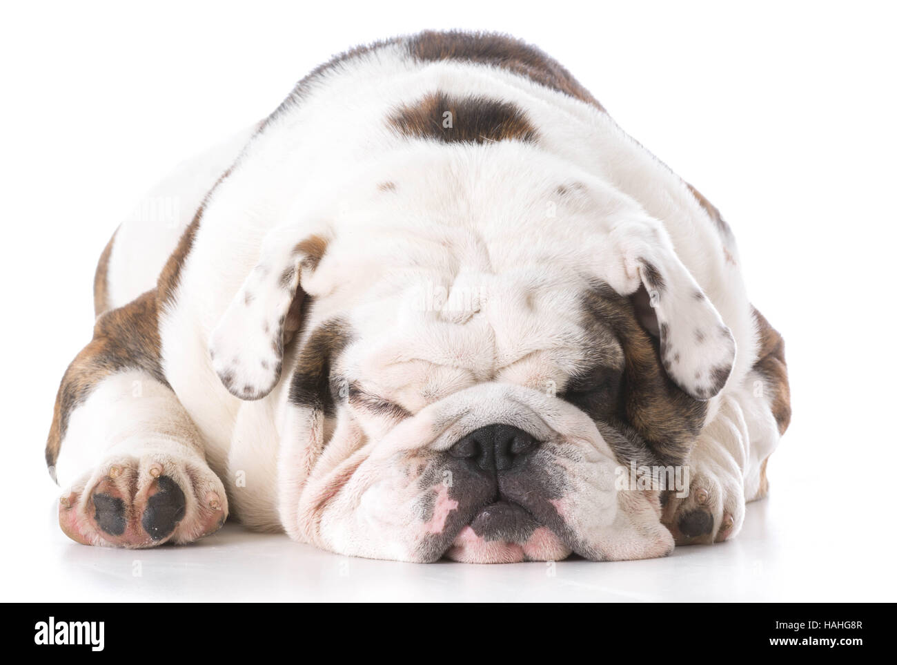 english bulldog laying down sleeping on white background Stock Photo ...