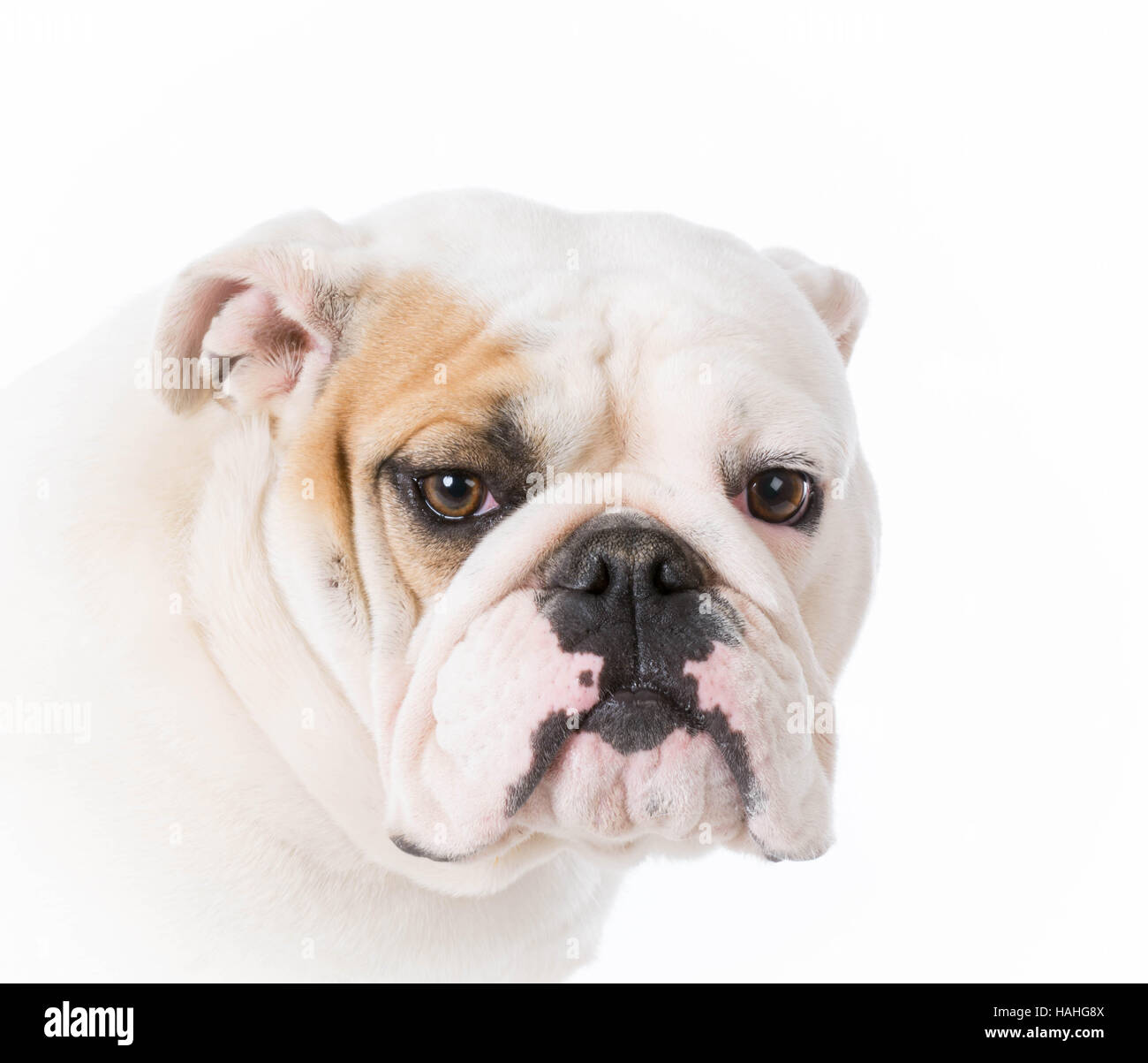 english bulldog head portrait on white background Stock Photo - Alamy