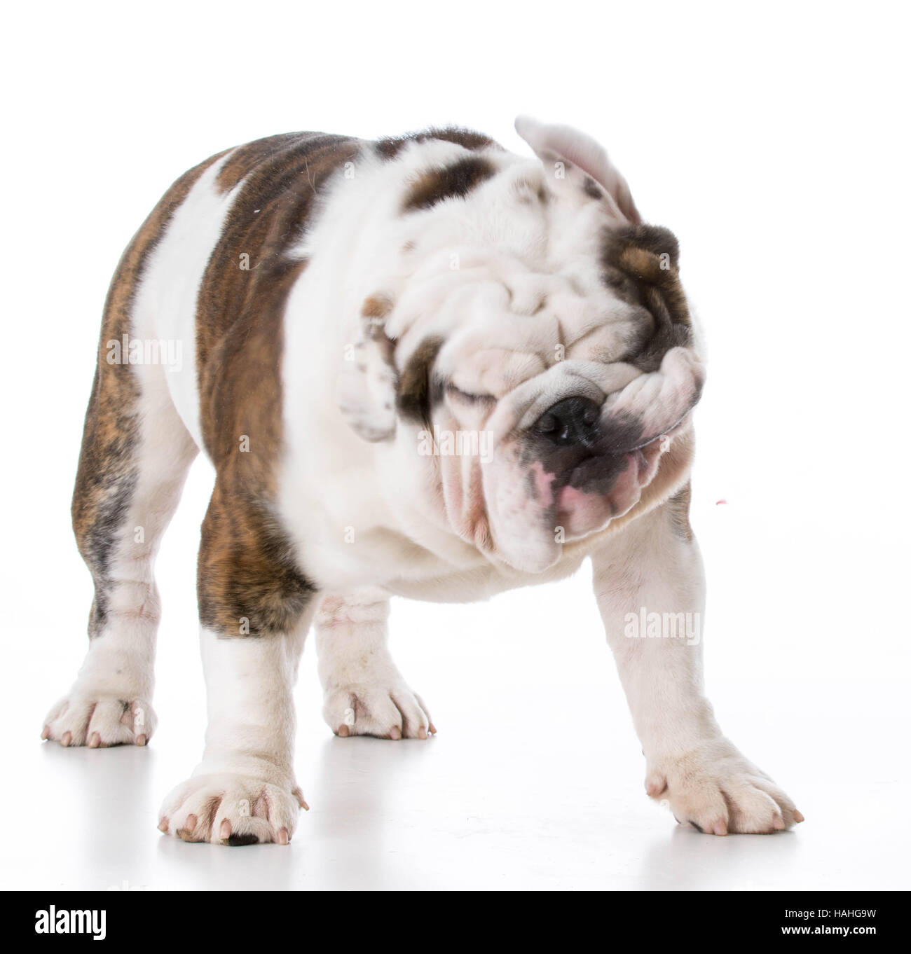 english bulldog standing and shaking Stock Photo - Alamy