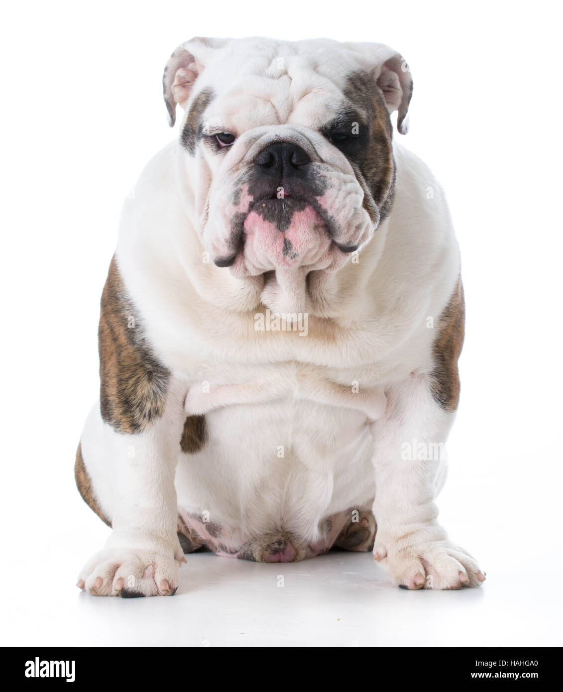 english bulldog puppy sitting looking at viewer isolated on white ...