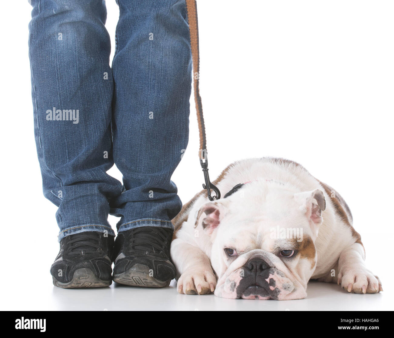 dog working on a down on white background Stock Photo - Alamy