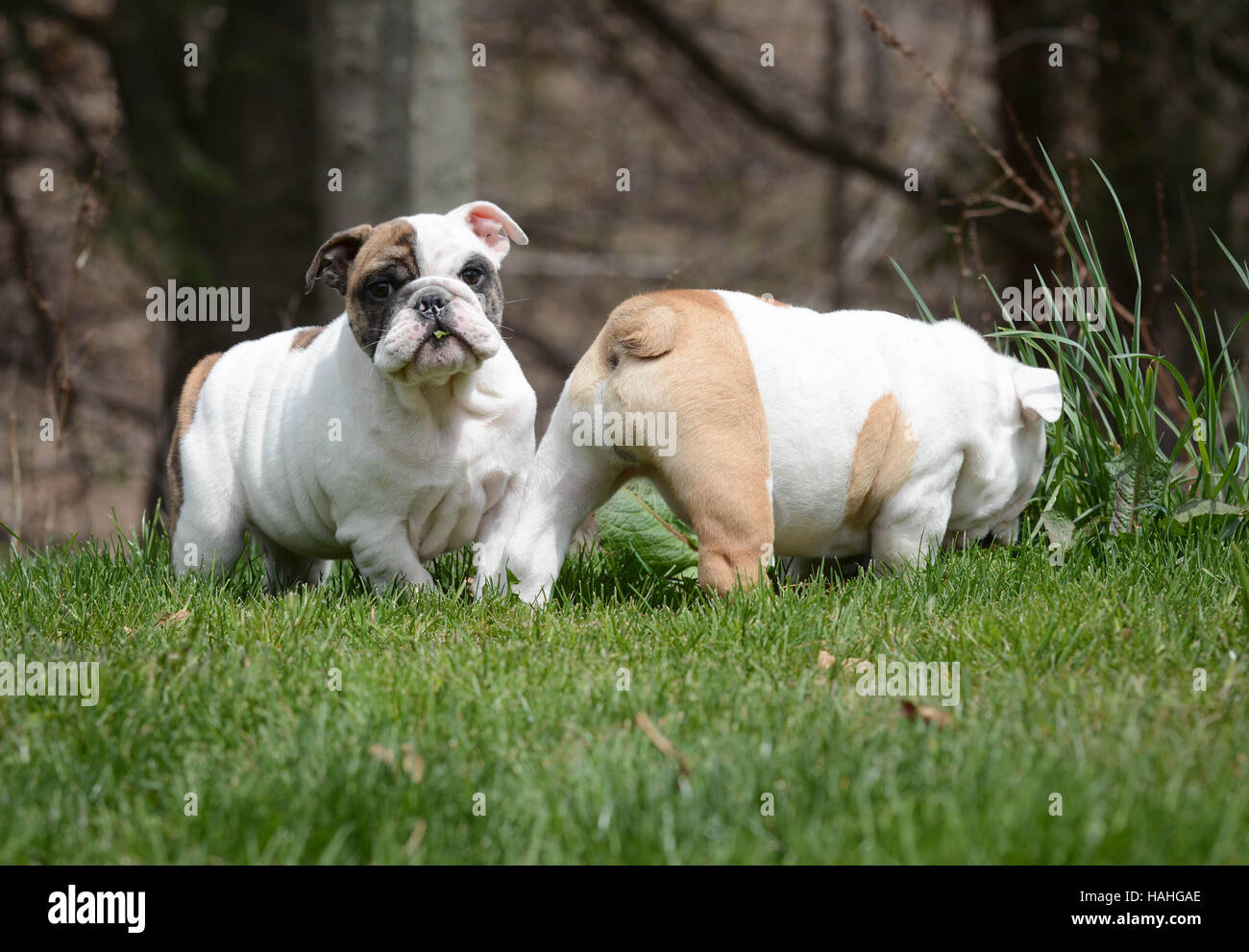 Two english bulldog puppies hi-res stock photography and images - Alamy