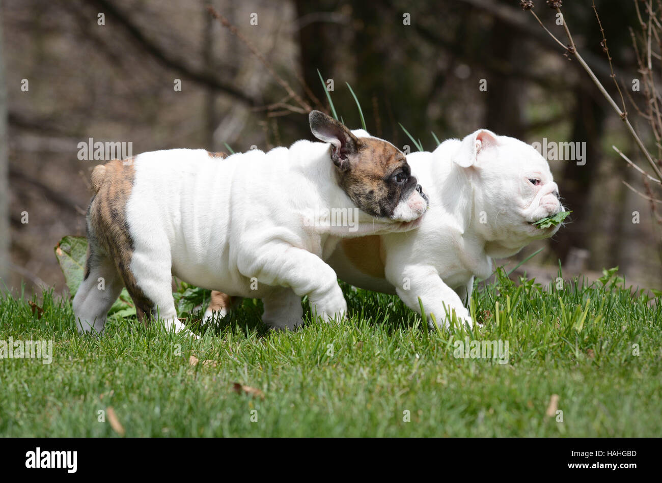 two english bulldog puppies playing outside in the grass Stock Photo ...
